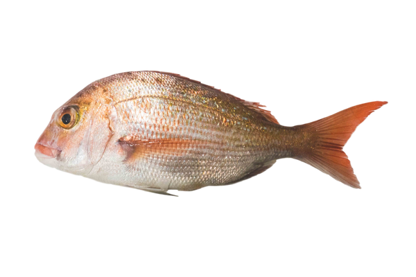 Buy Fresh Whole Fish Online With Delivery | ZAG Seafood