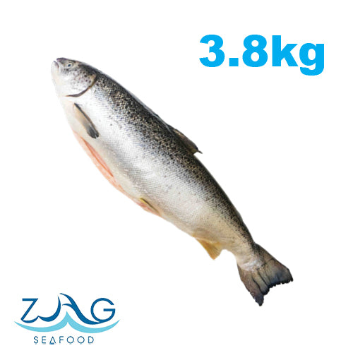 Australian Tasmanian Salmon (Whole) by Huon | ZAG Seafood