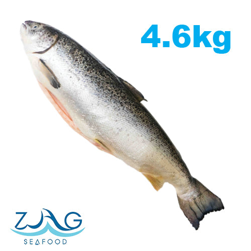 Australian Tasmanian Salmon (Whole) by Huon | ZAG Seafood