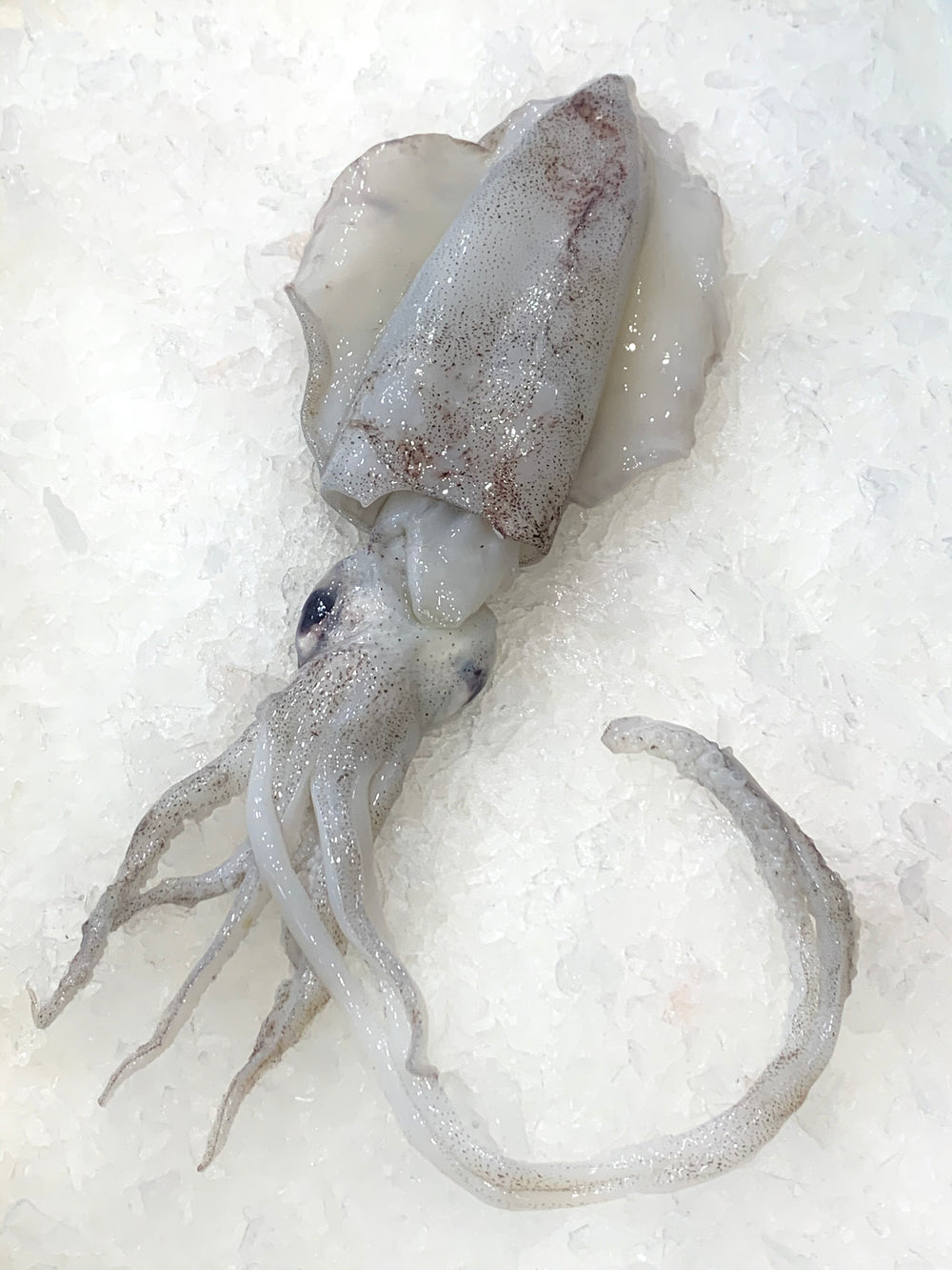 Australian Whole Fresh Calamari | ZAG Seafood