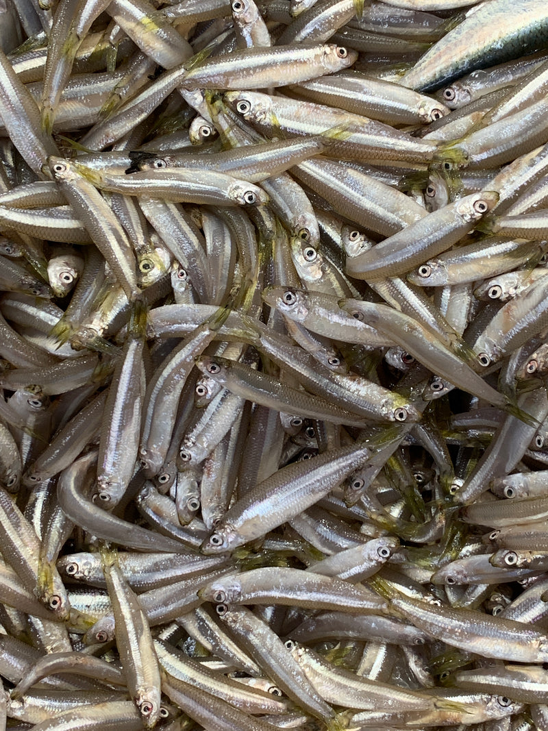 Australian Fresh Whitebait | ZAG Seafood