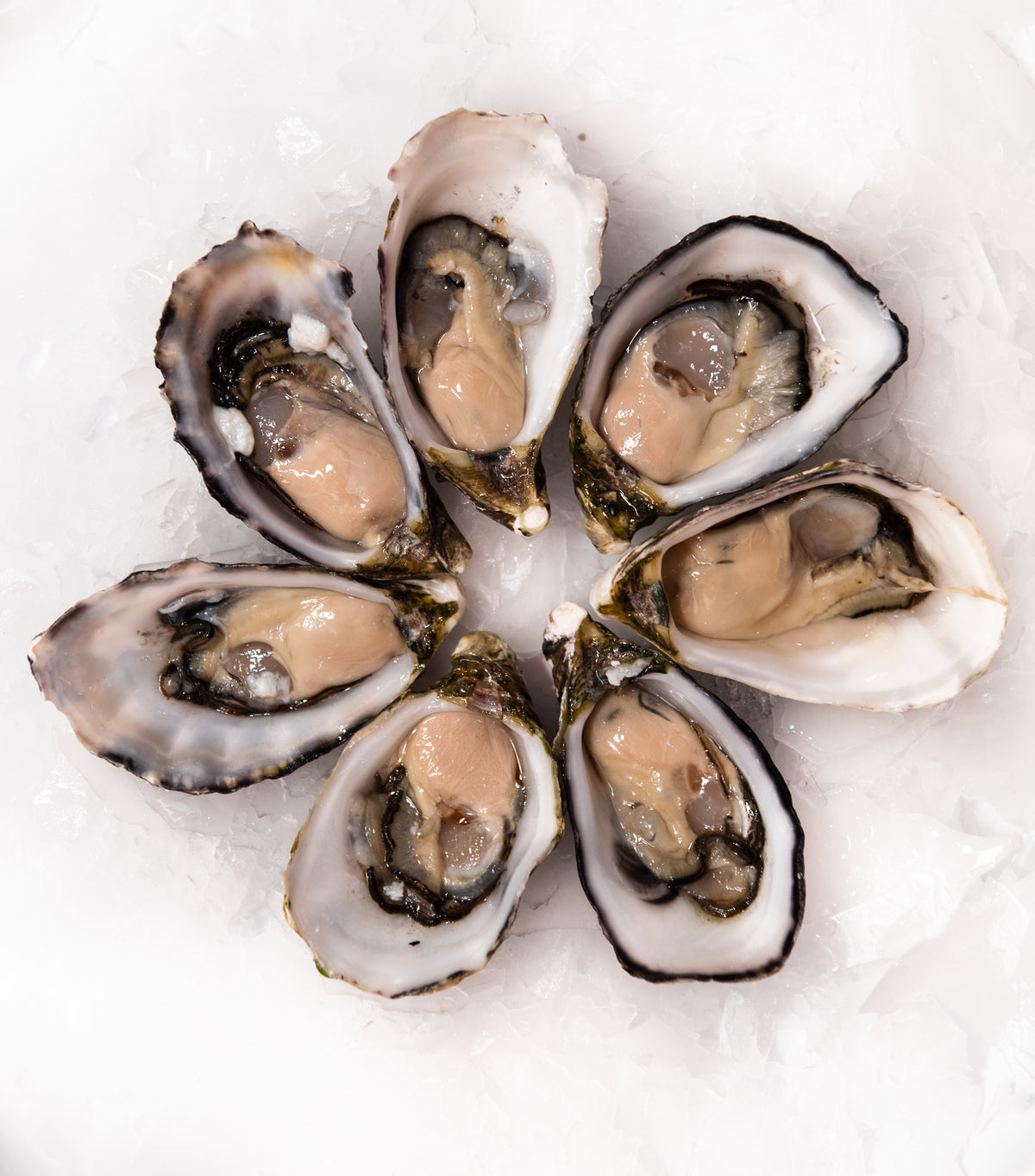 Australian Pacific Oysters | ZAG Seafood